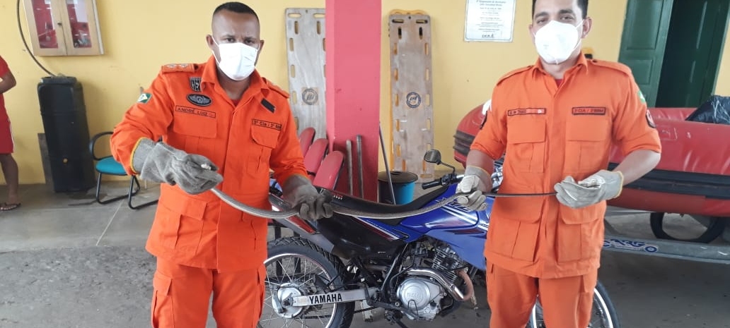 CBMCE resgata cobra que estava dentro de motor de motocicleta em Tauá ... CBMCE resgata cobra que estava dentro de motor de motocicleta em Tauá ...