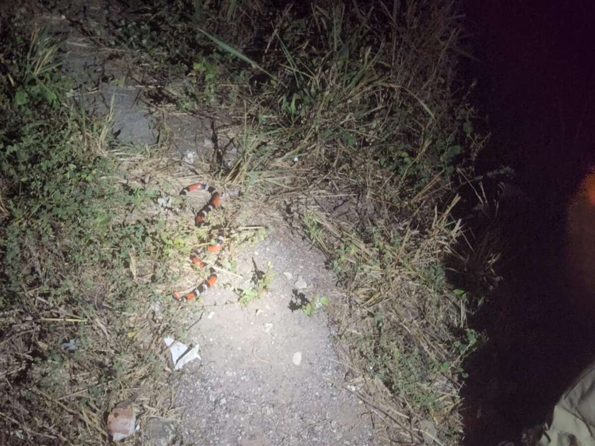 CBMCE resgata 70 animais no último fim de semana no Ceará, dentre eles ...