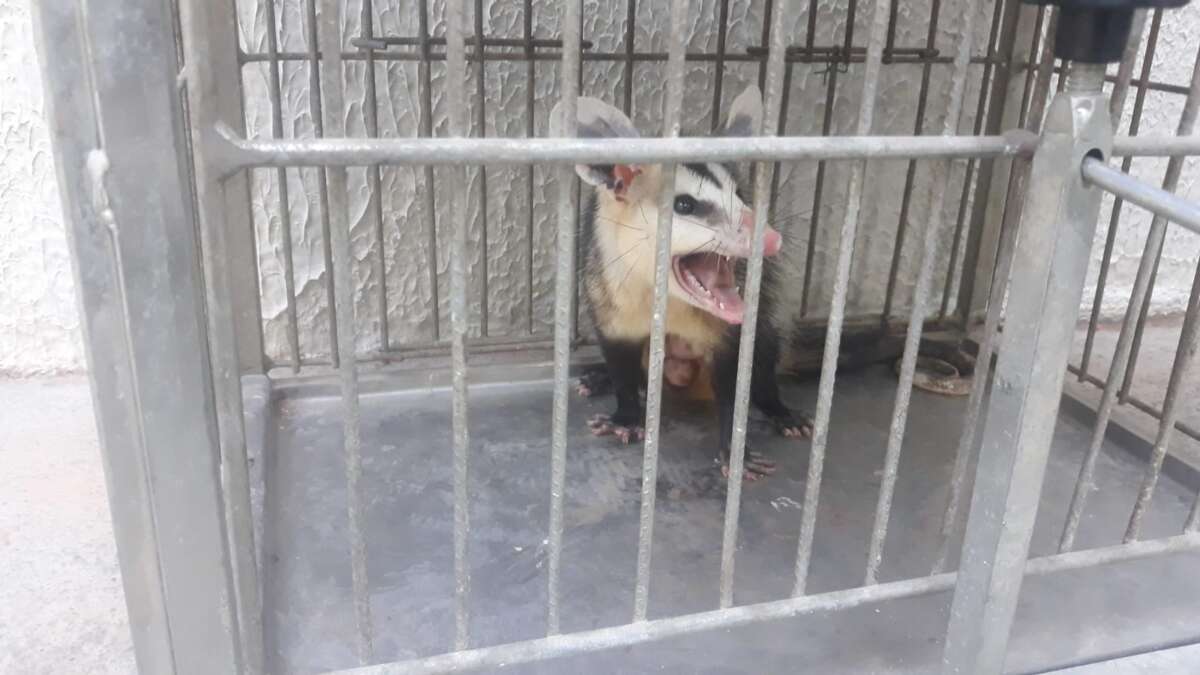 Em ações distintas, Polícia Militar resgata falcão e cassaco no Ceará ...