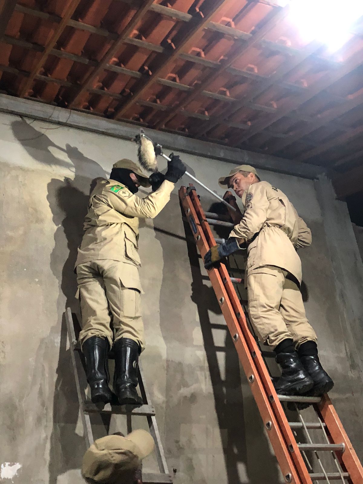 Corpo de Bombeiros resgata cassaco em telhado de residência em Quixadá ...