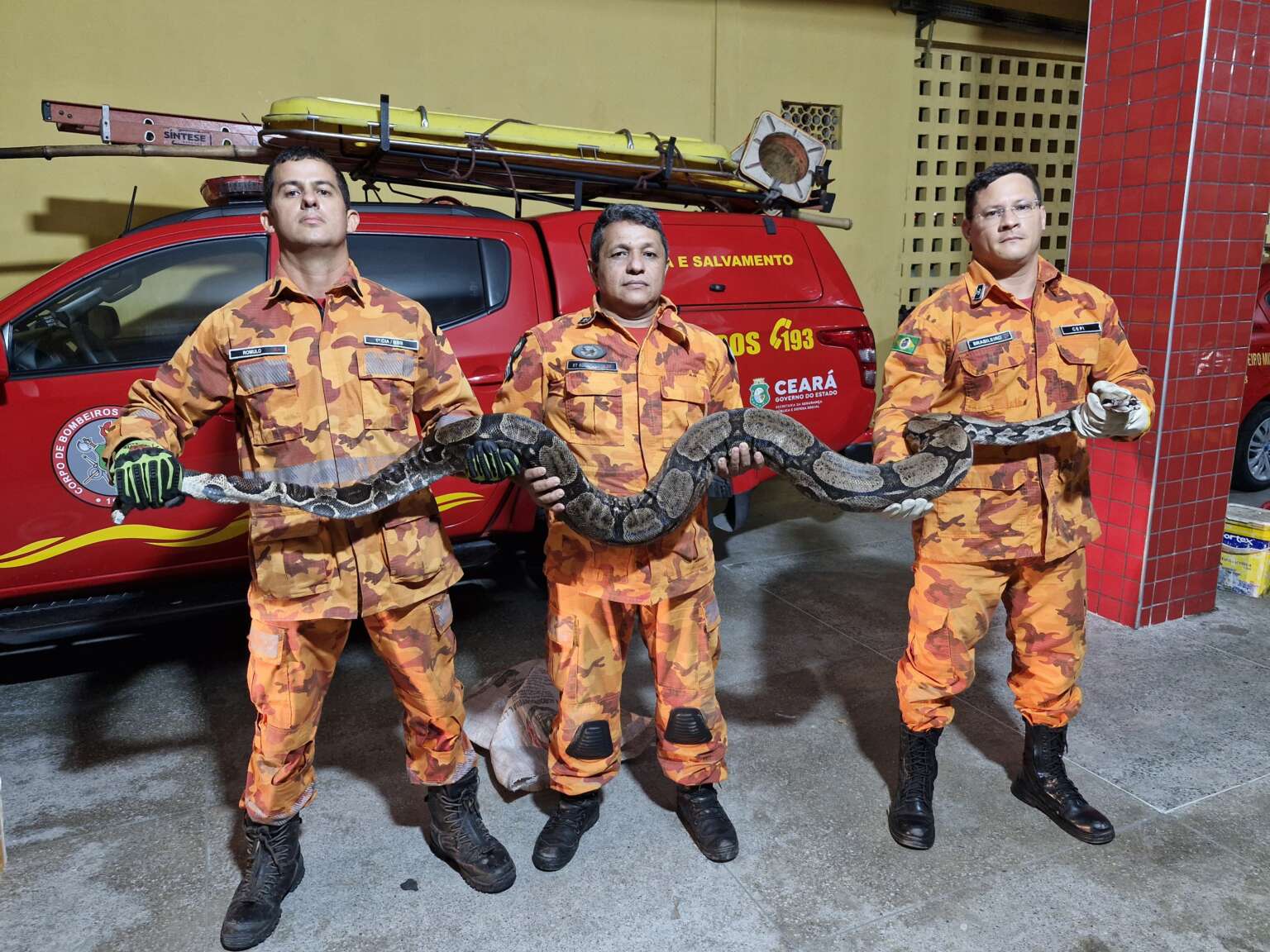 Corpo de Bombeiros realiza quase 6 mil resgates de animais no primeiro ...